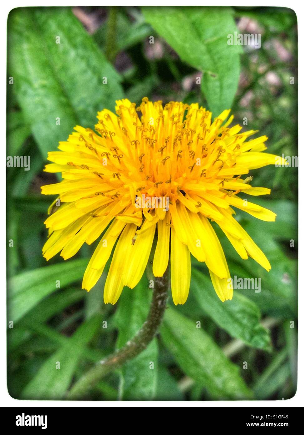 Dandelion in bloom Stock Photo - Alamy