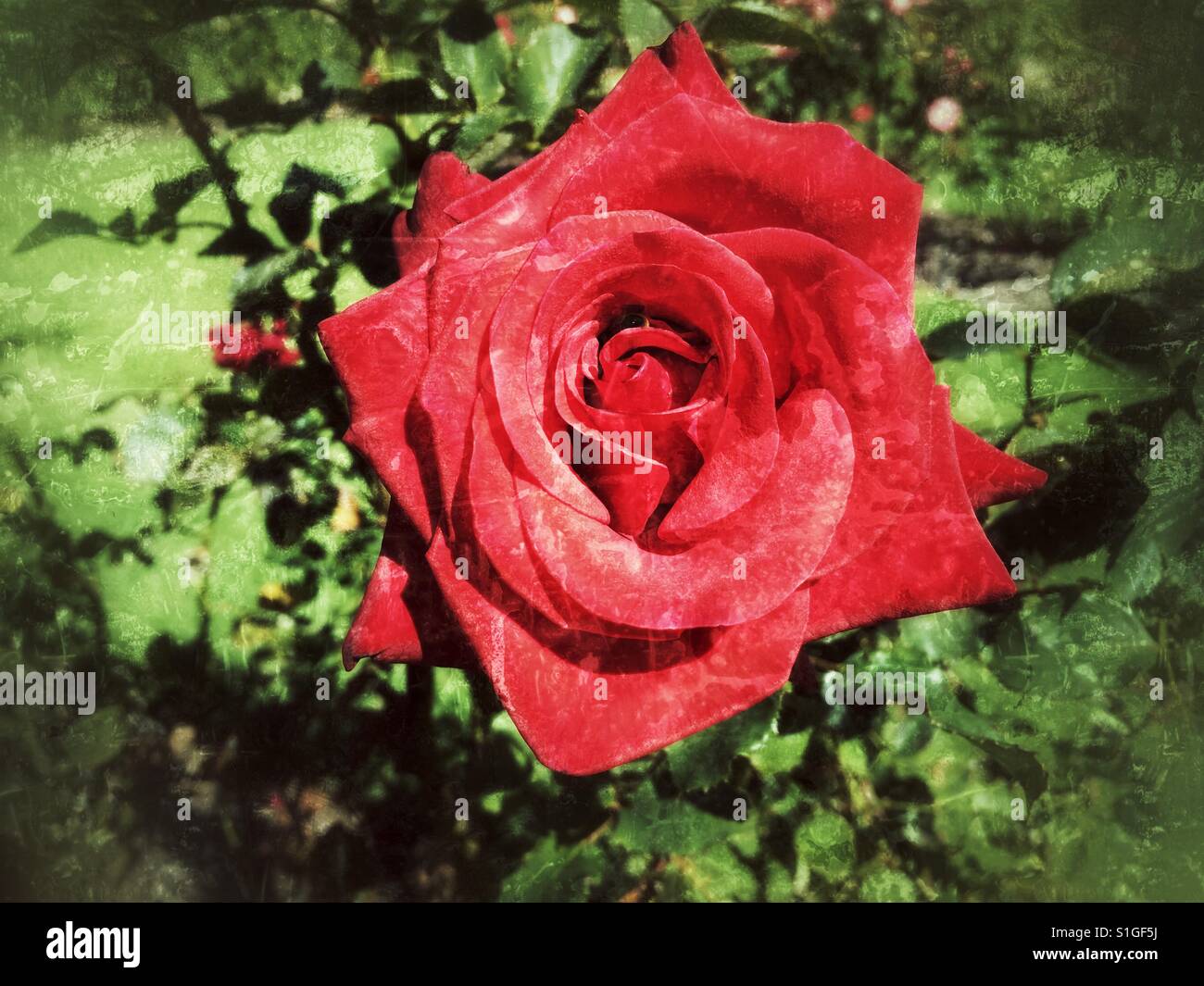 Red rose flower blooming hi-res stock photography and images - Alamy