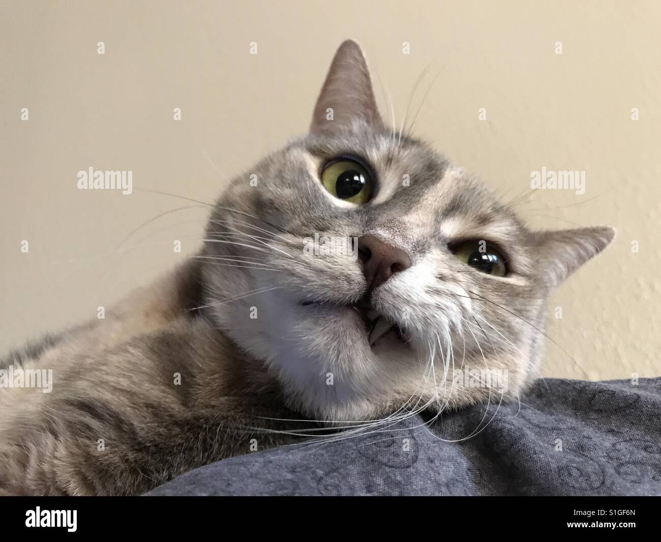 Unhappy cat hi-res stock photography and images - Alamy