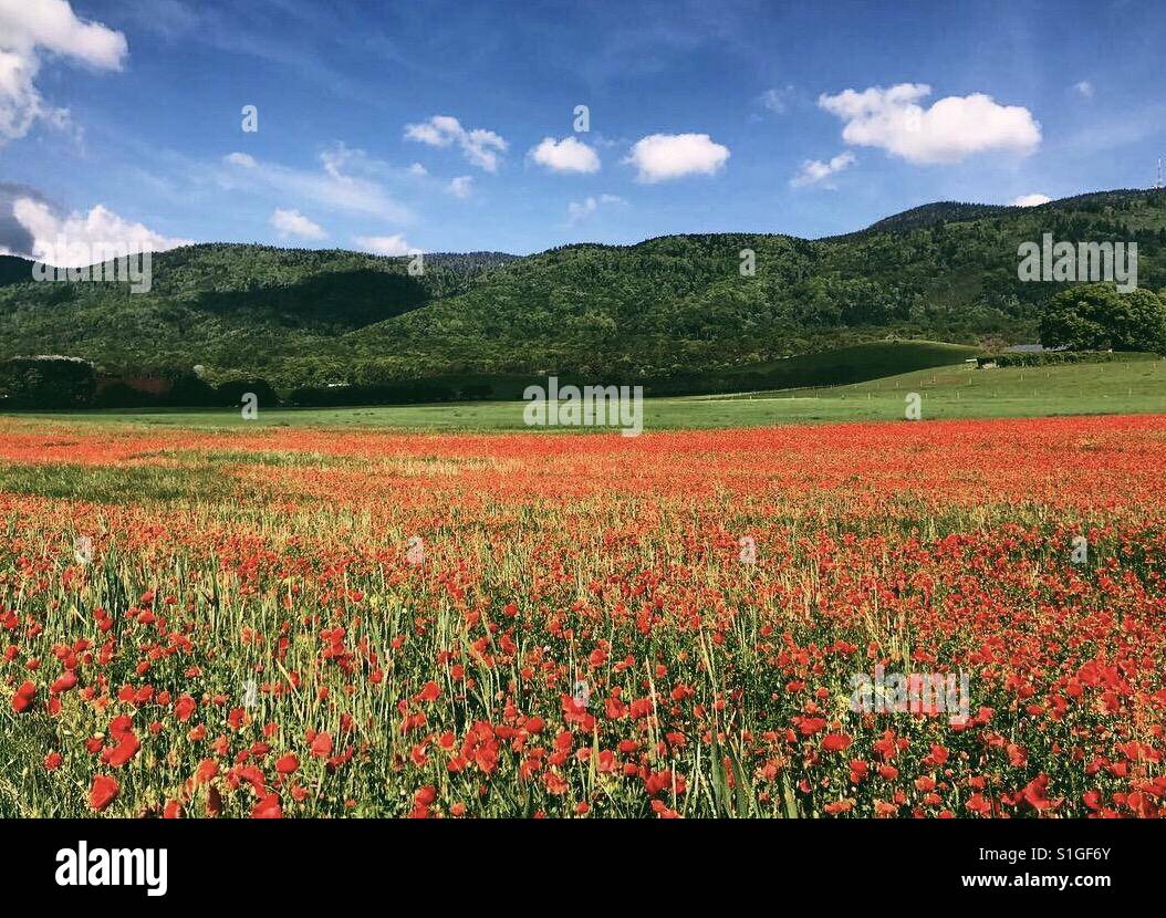 Poppy field in mountain landscape Stock Photo - Alamy