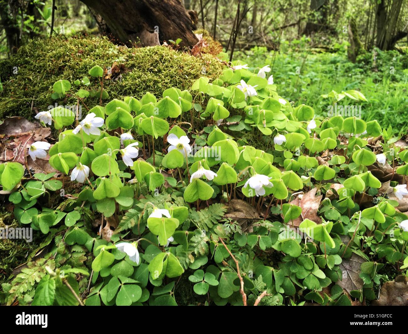 Common wood sorrel flower hi-res stock photography and images - Alamy