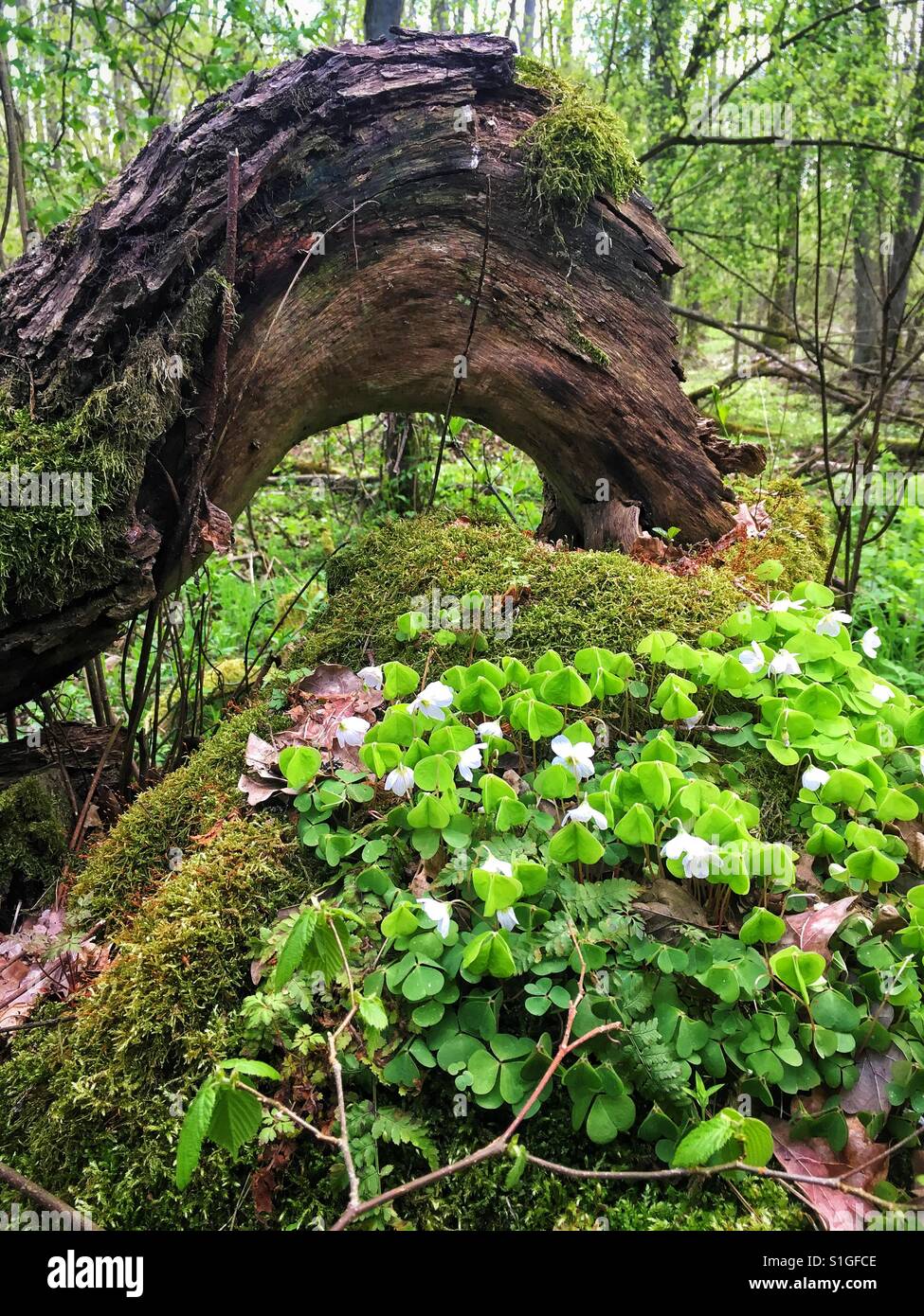 Is The National Flower Of Poland Stock Photos & Is The National Flower ...