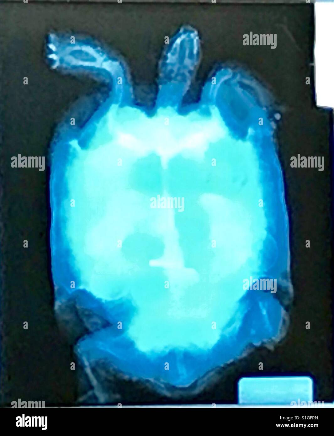 Shell X Ray High Resolution Stock Photography and Images - Alamy