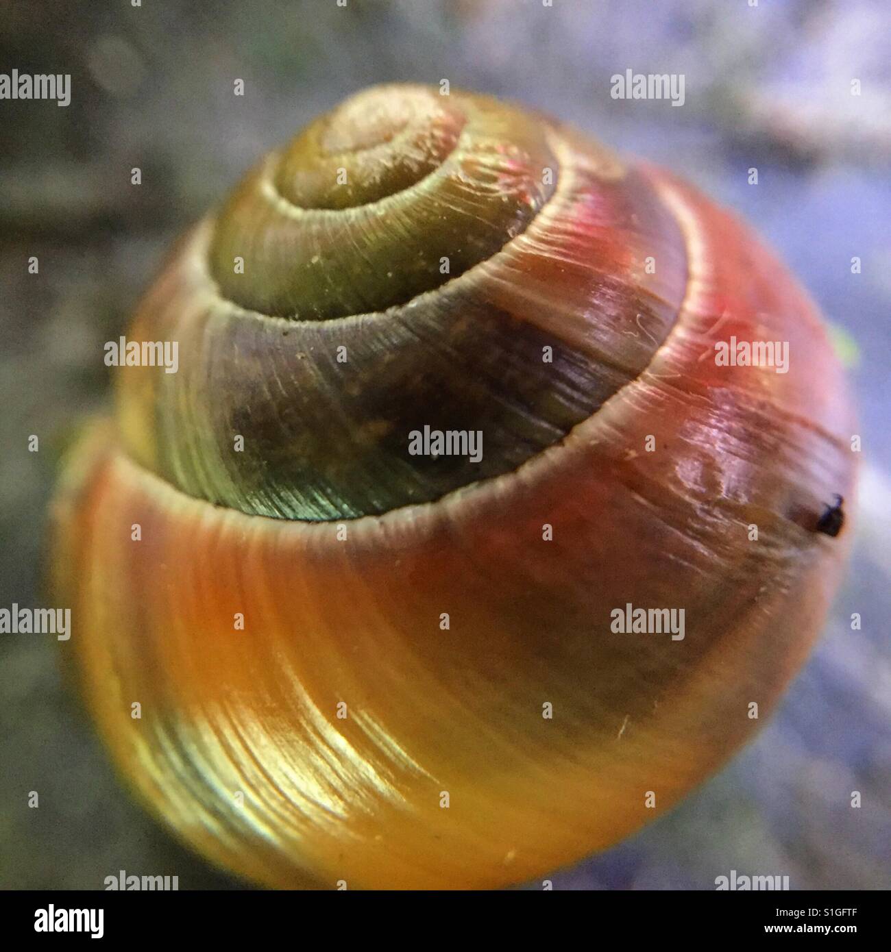 Snail shell macro hi-res stock photography and images - Alamy