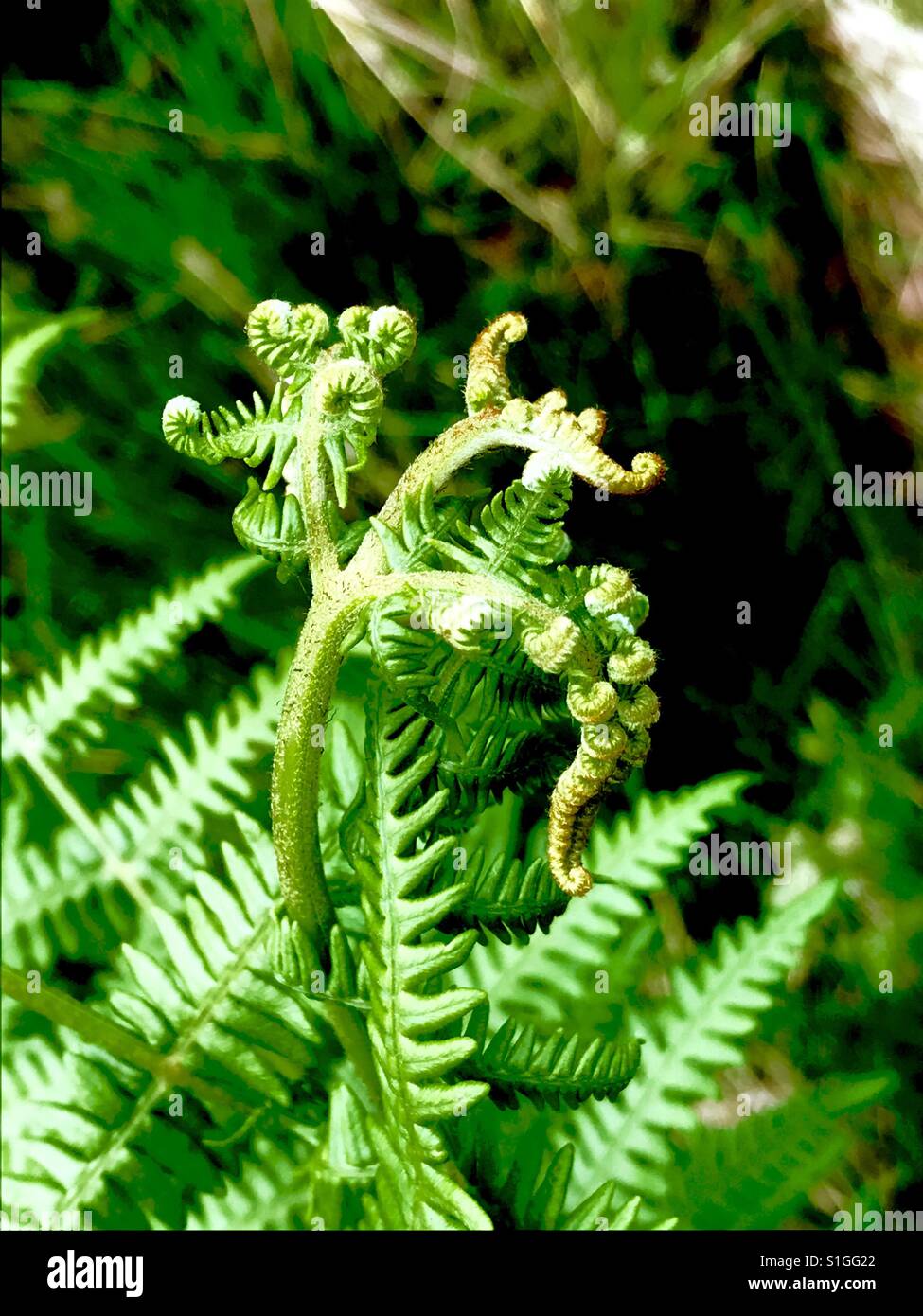 Bracken in the woods Stock Photo - Alamy