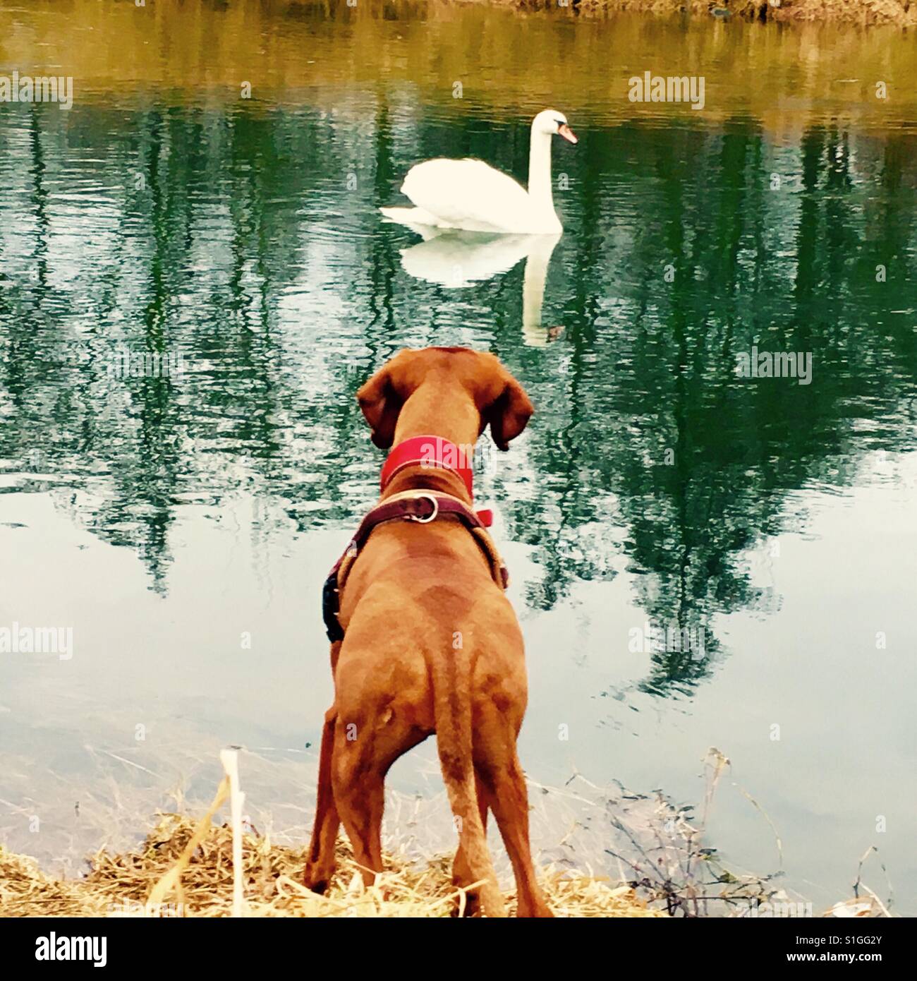 Dog hunting birds hi-res stock photography and images - Alamy