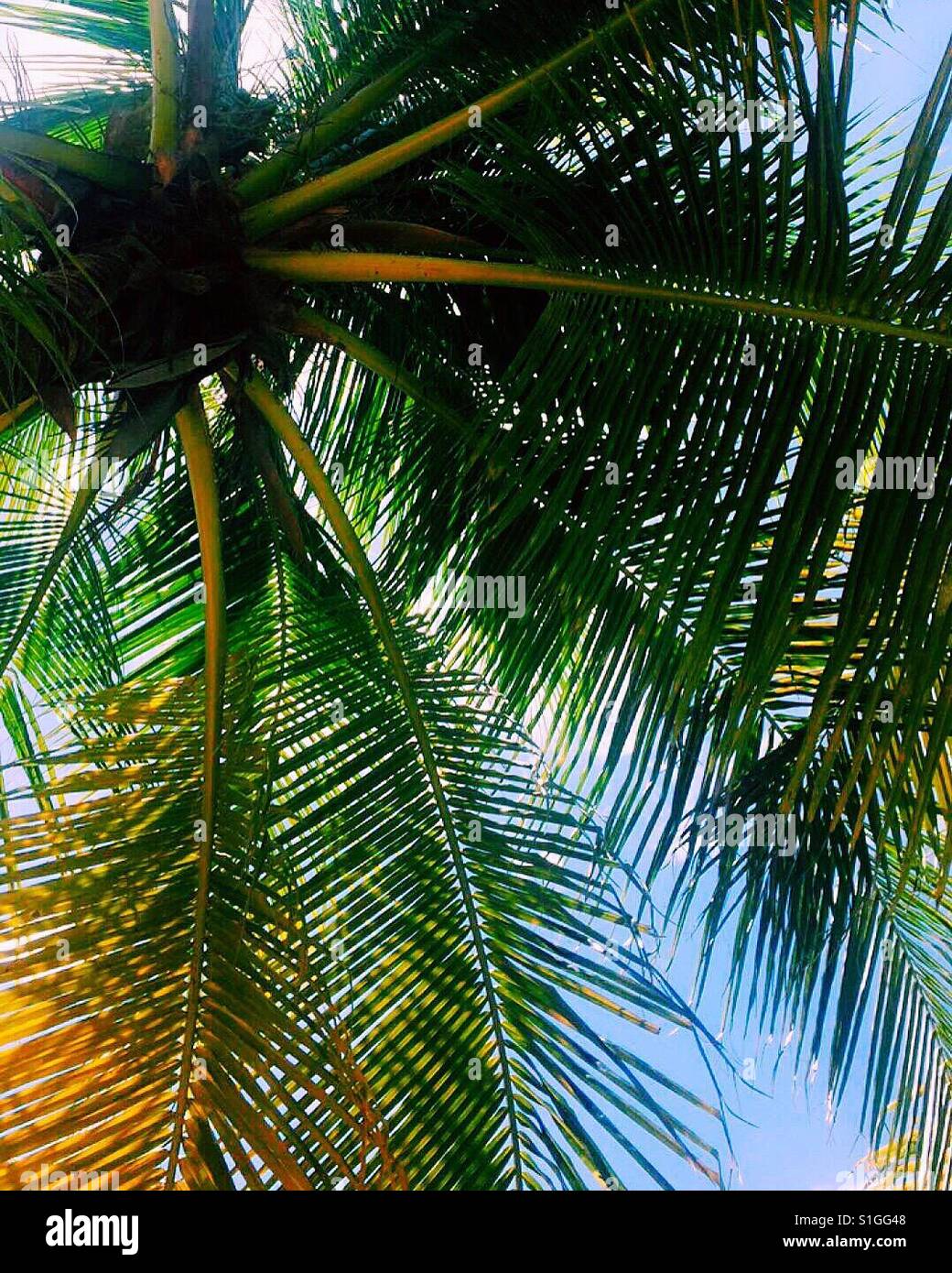 Under palms hi-res stock photography and images - Alamy