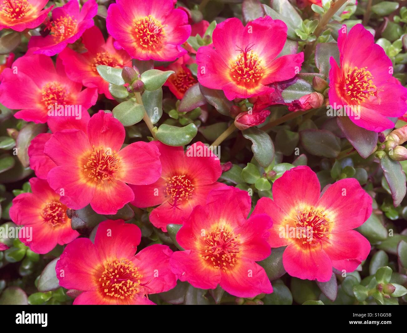 Portulaca flowers hi-res stock photography and images - Alamy