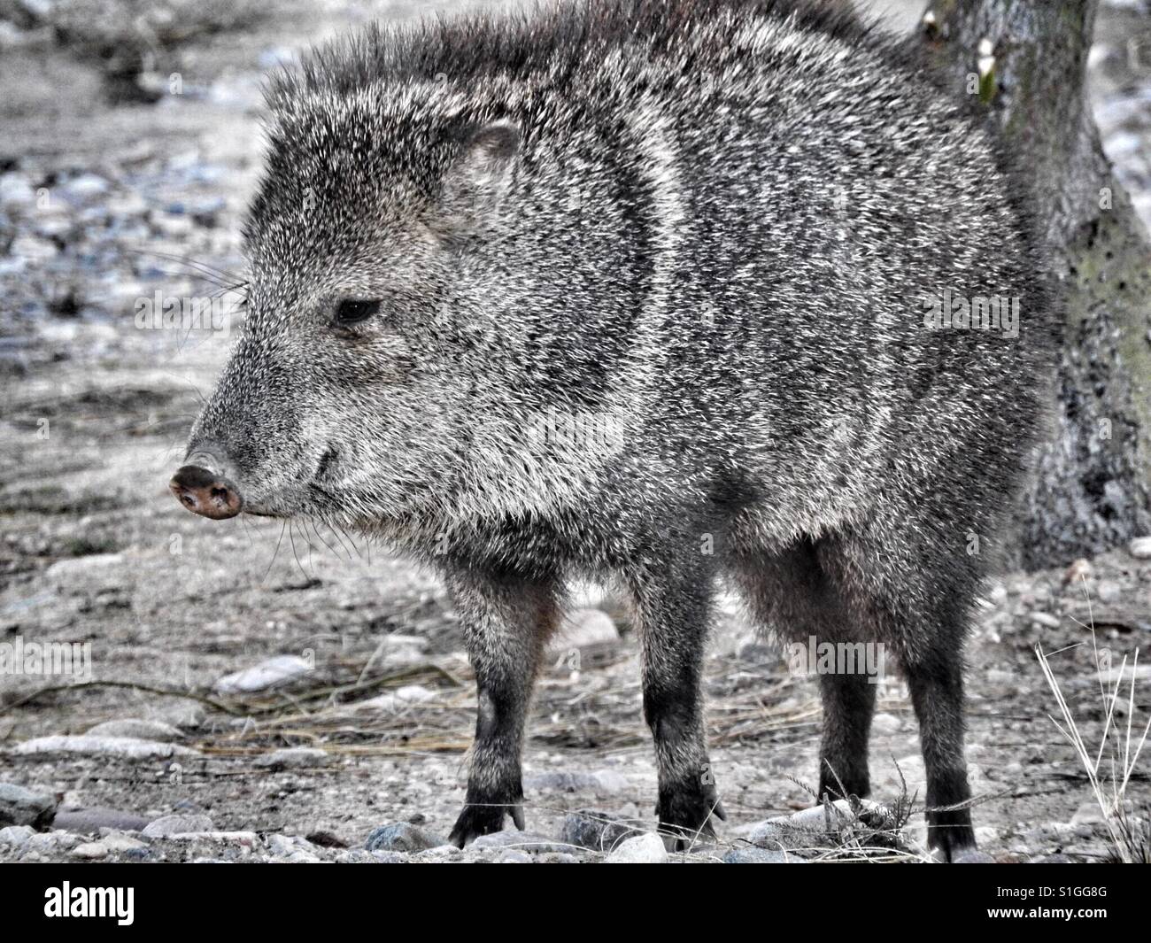 Wild pig in arizona hi-res stock photography and images - Alamy