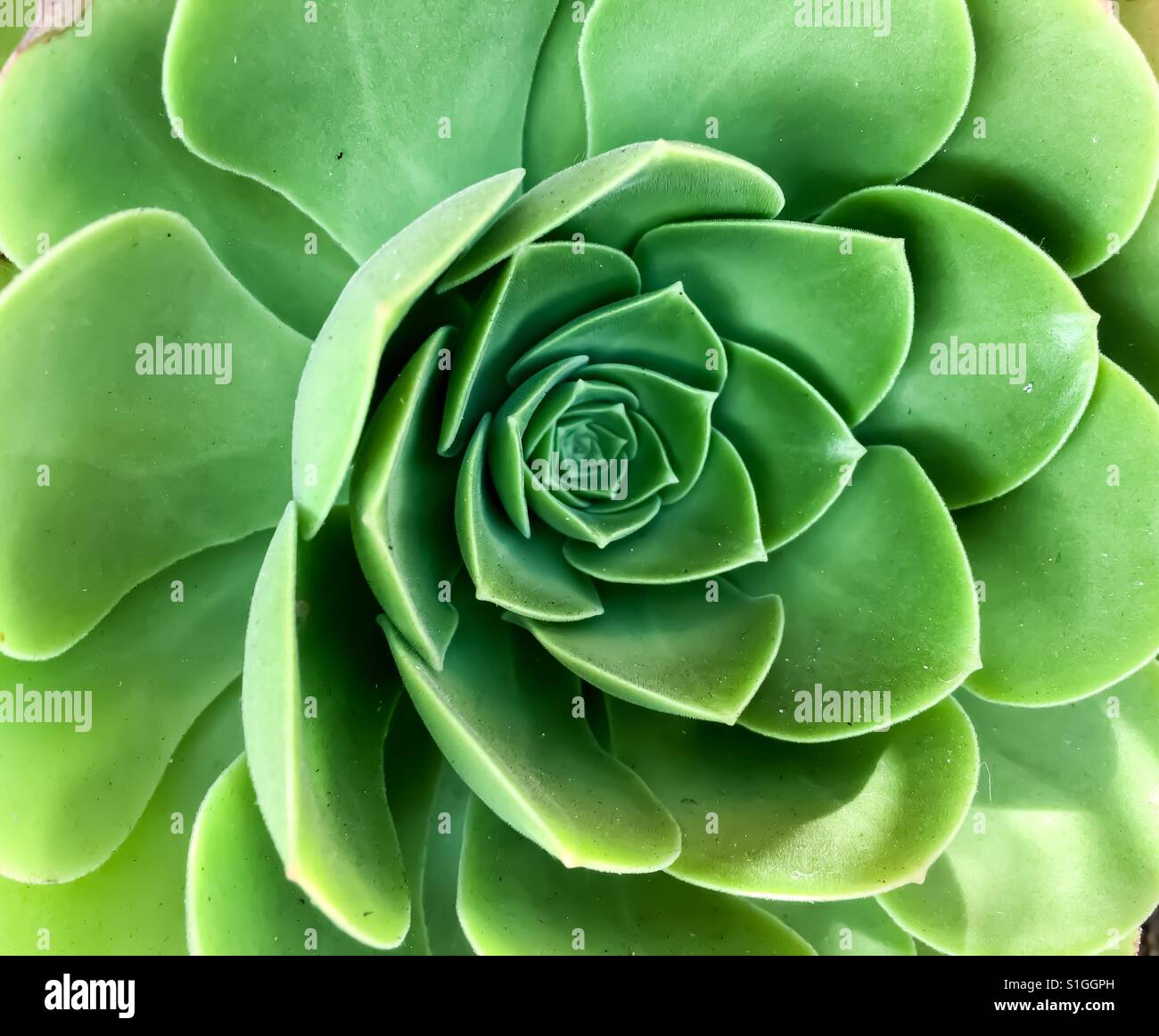 Round cactus plants hi-res stock photography and images - Alamy