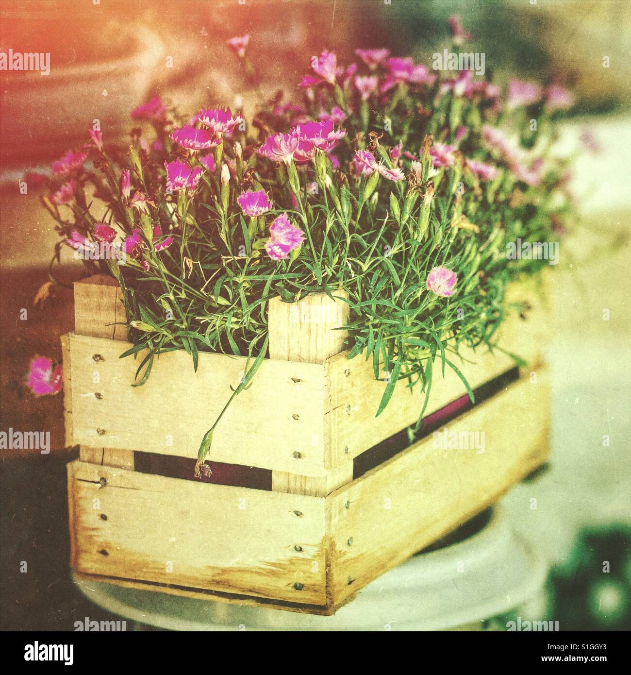 Fucsia flowers and plants on a rustic unpainted wooden box Stock Photo ...