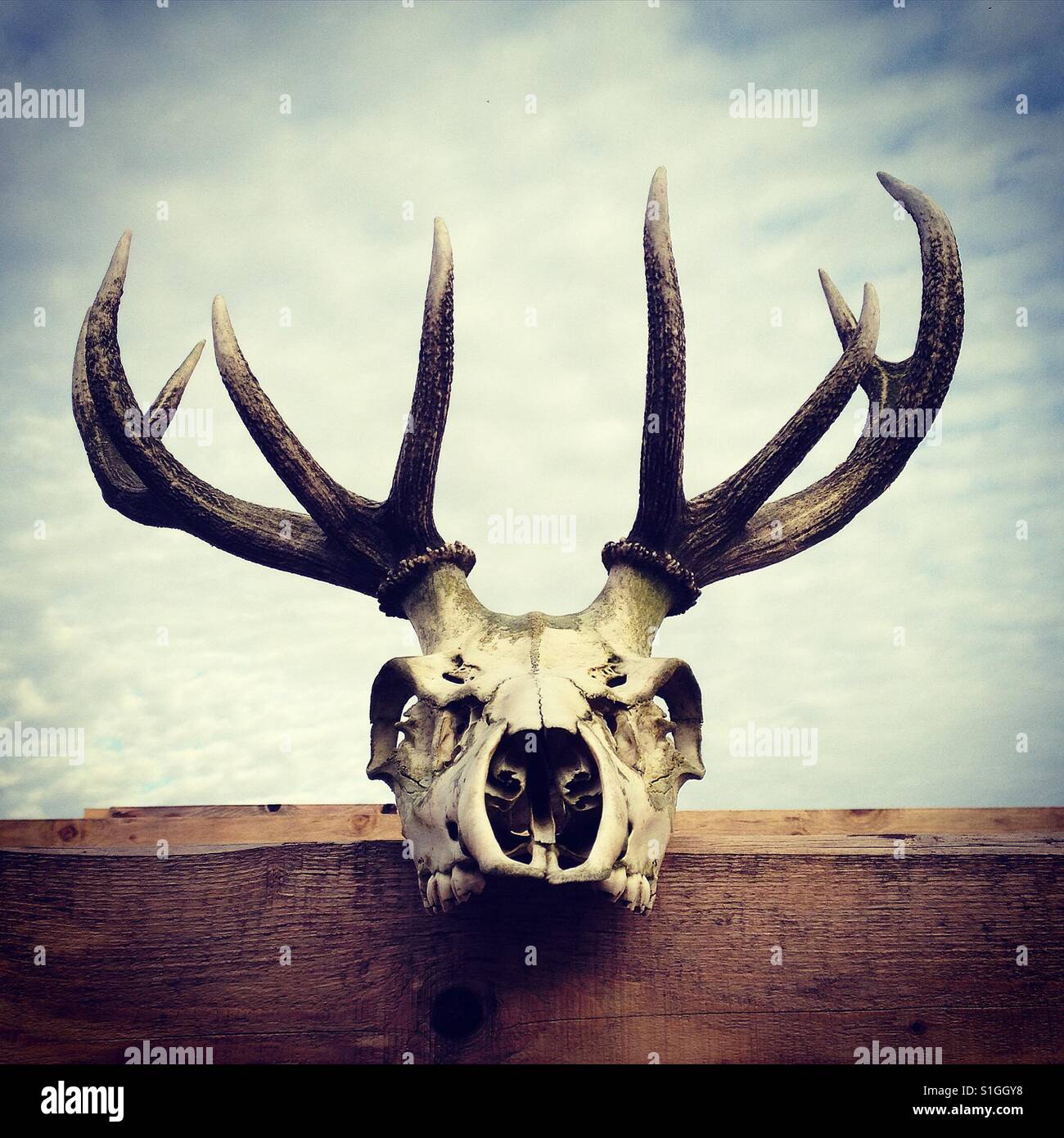 Deer skull hi-res stock photography and images - Alamy