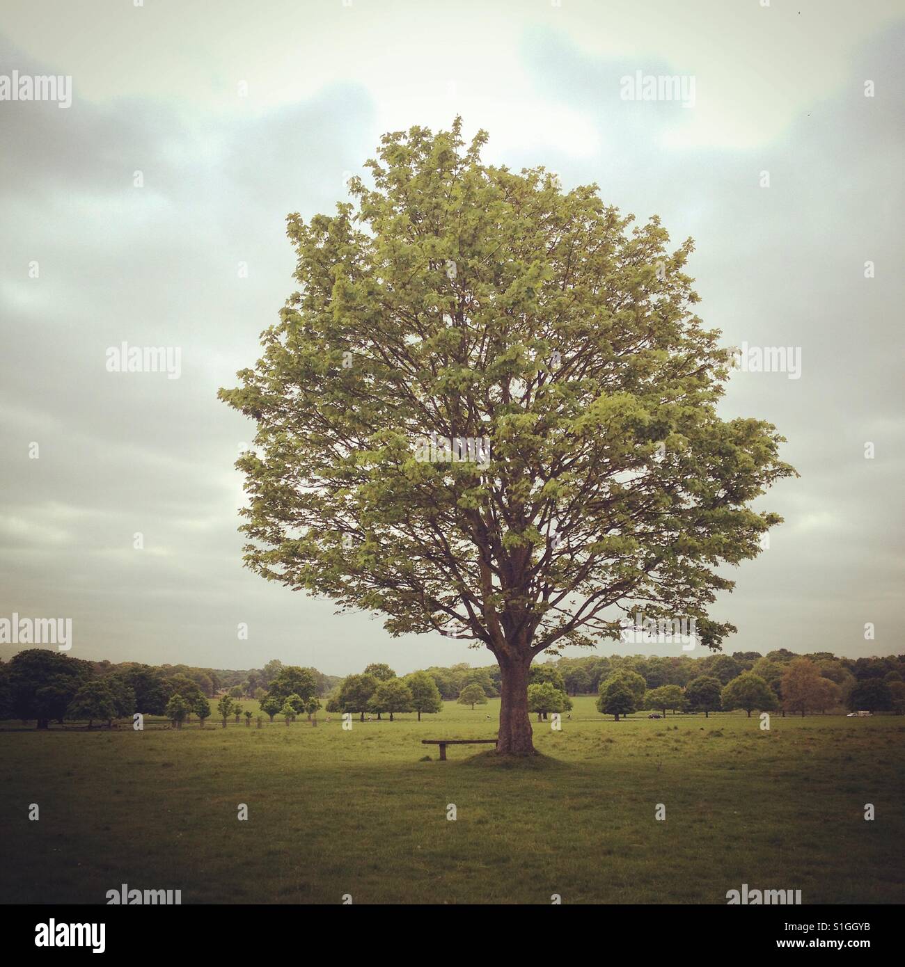 Single tree with bench seat Stock Photo - Alamy