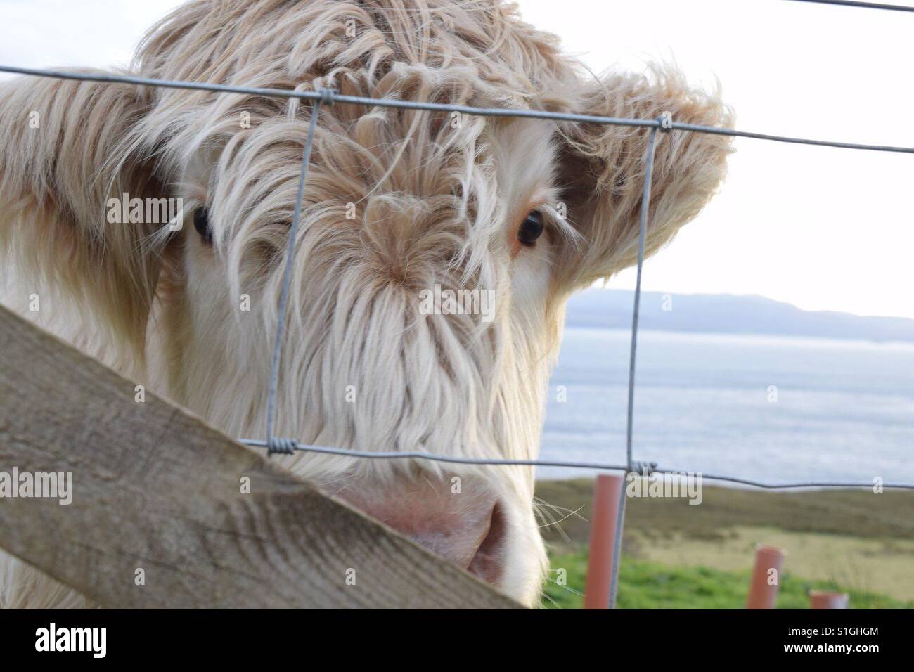 Woolly Moo High Resolution Stock Photography and Images - Alamy