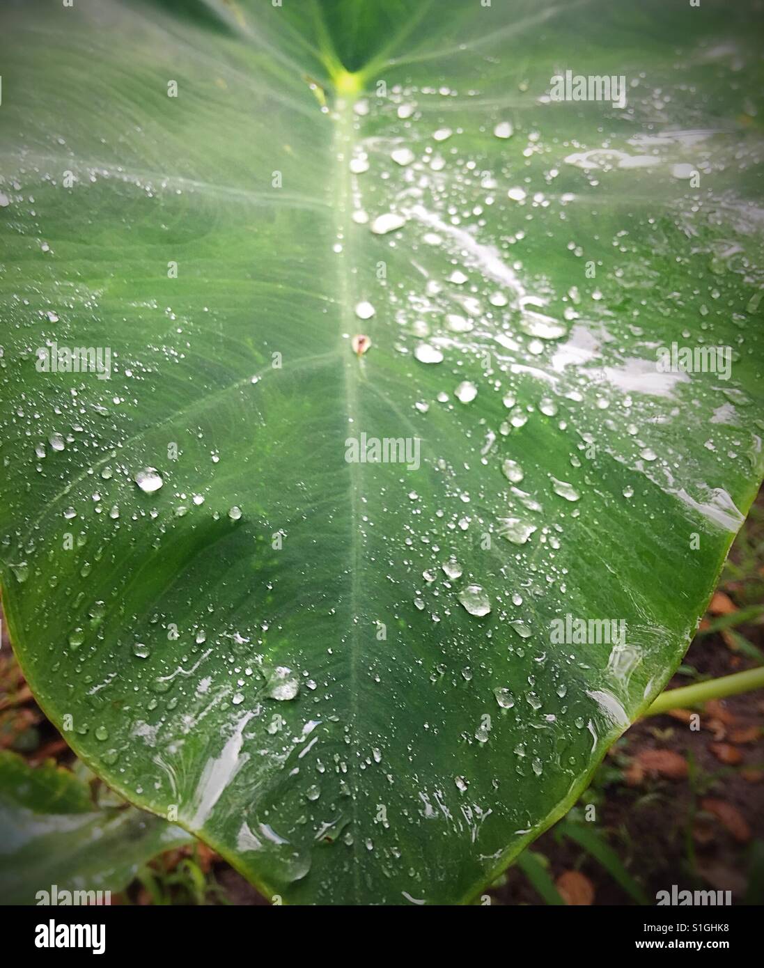 Leaf in the rain Stock Photo - Alamy