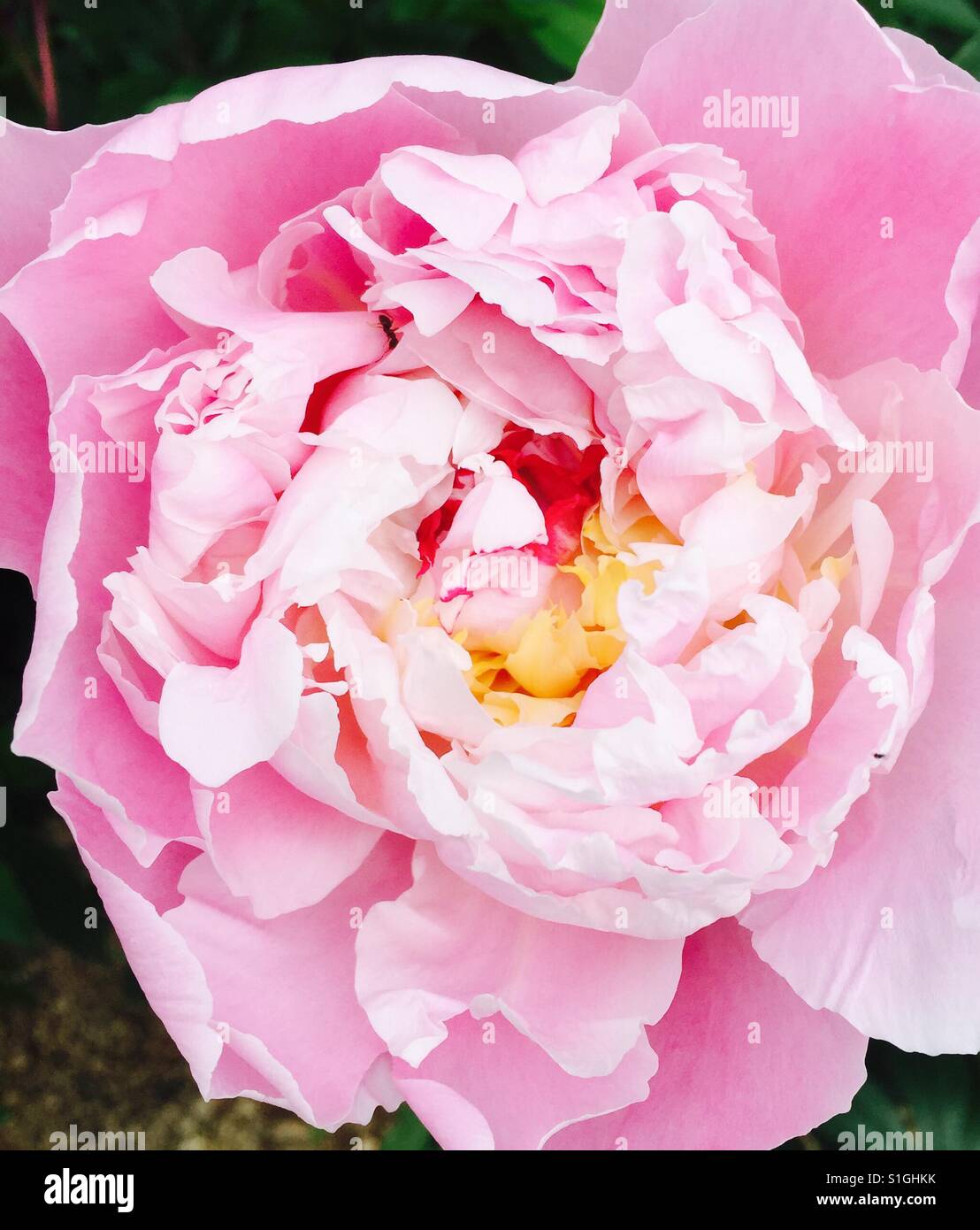Beautiful pink peony Stock Photo - Alamy