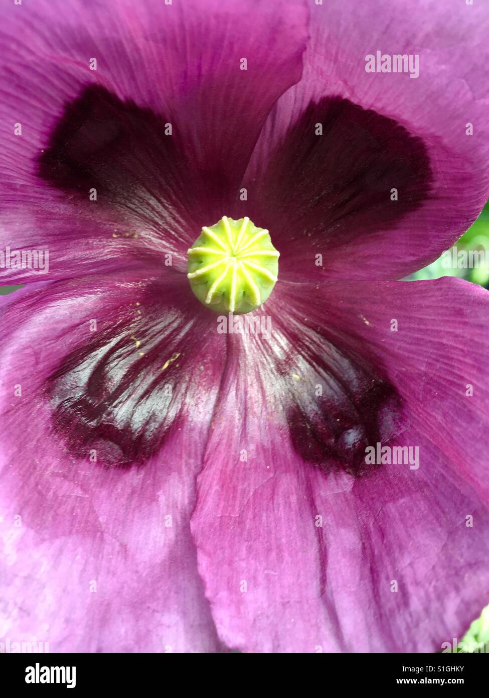 Purple summer flower hi-res stock photography and images - Alamy