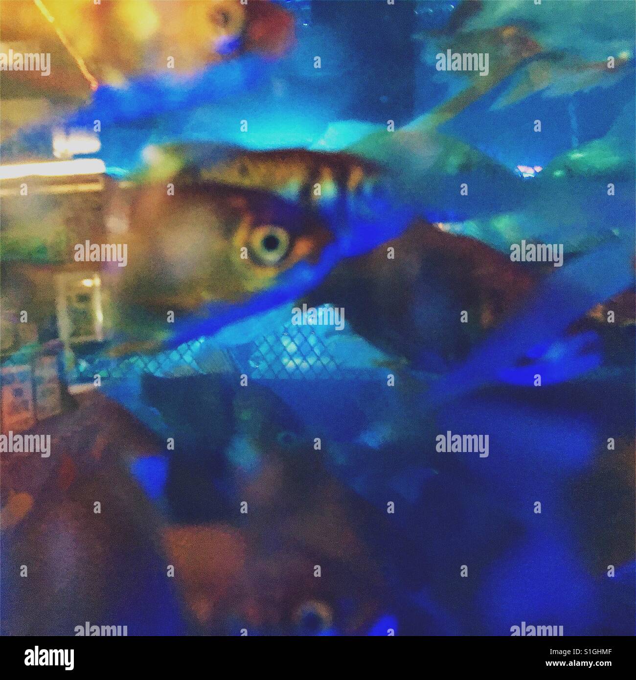 Overcrowded aquarium hi-res stock photography and images - Alamy