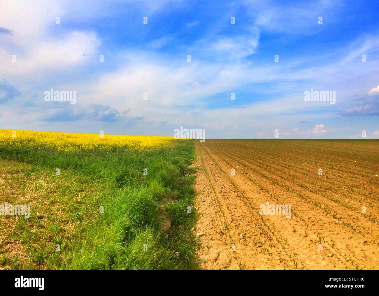 Between two fields Stock Photo - Alamy