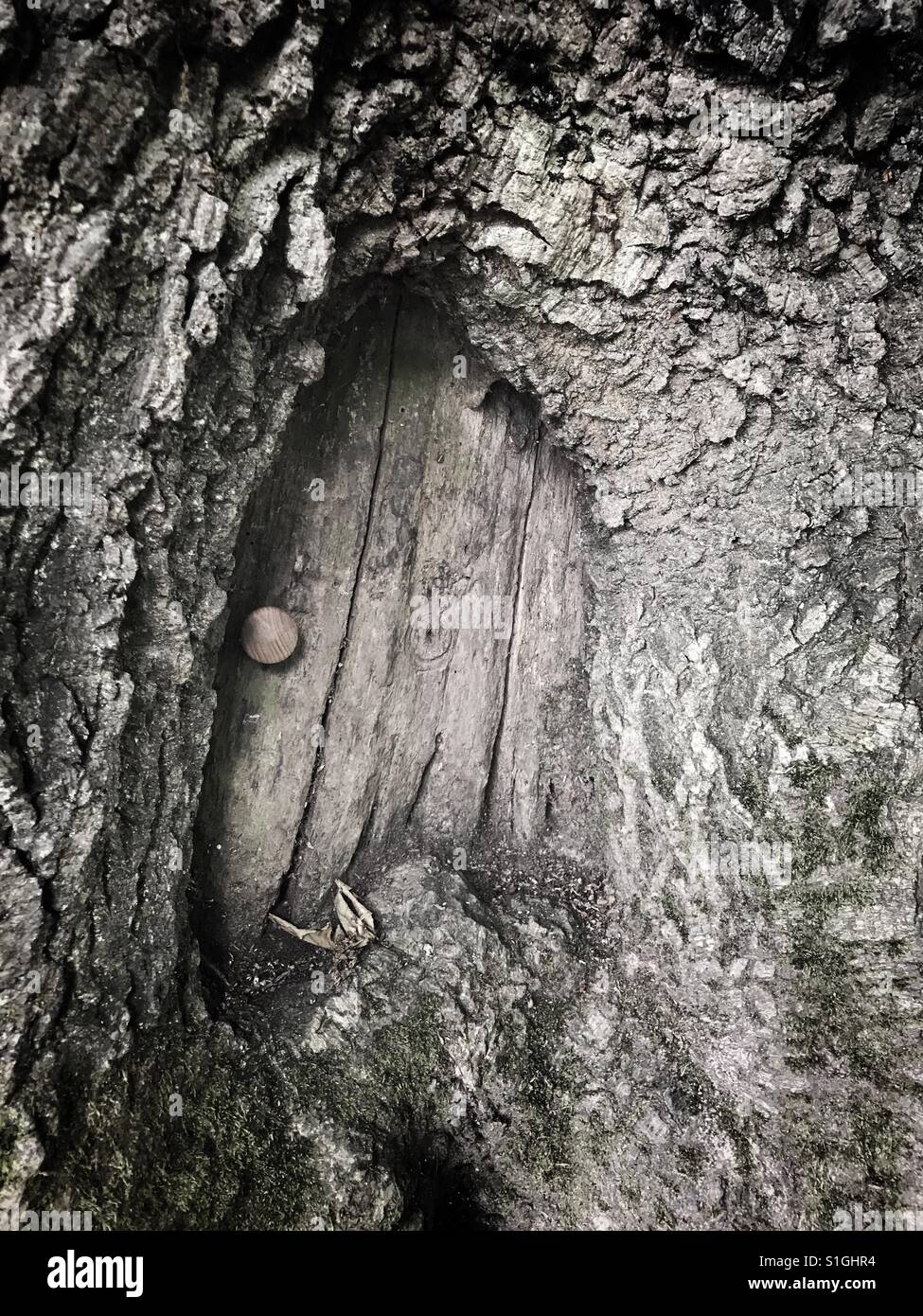 Mouse hole in the trunk of an oak tree Stock Photo - Alamy