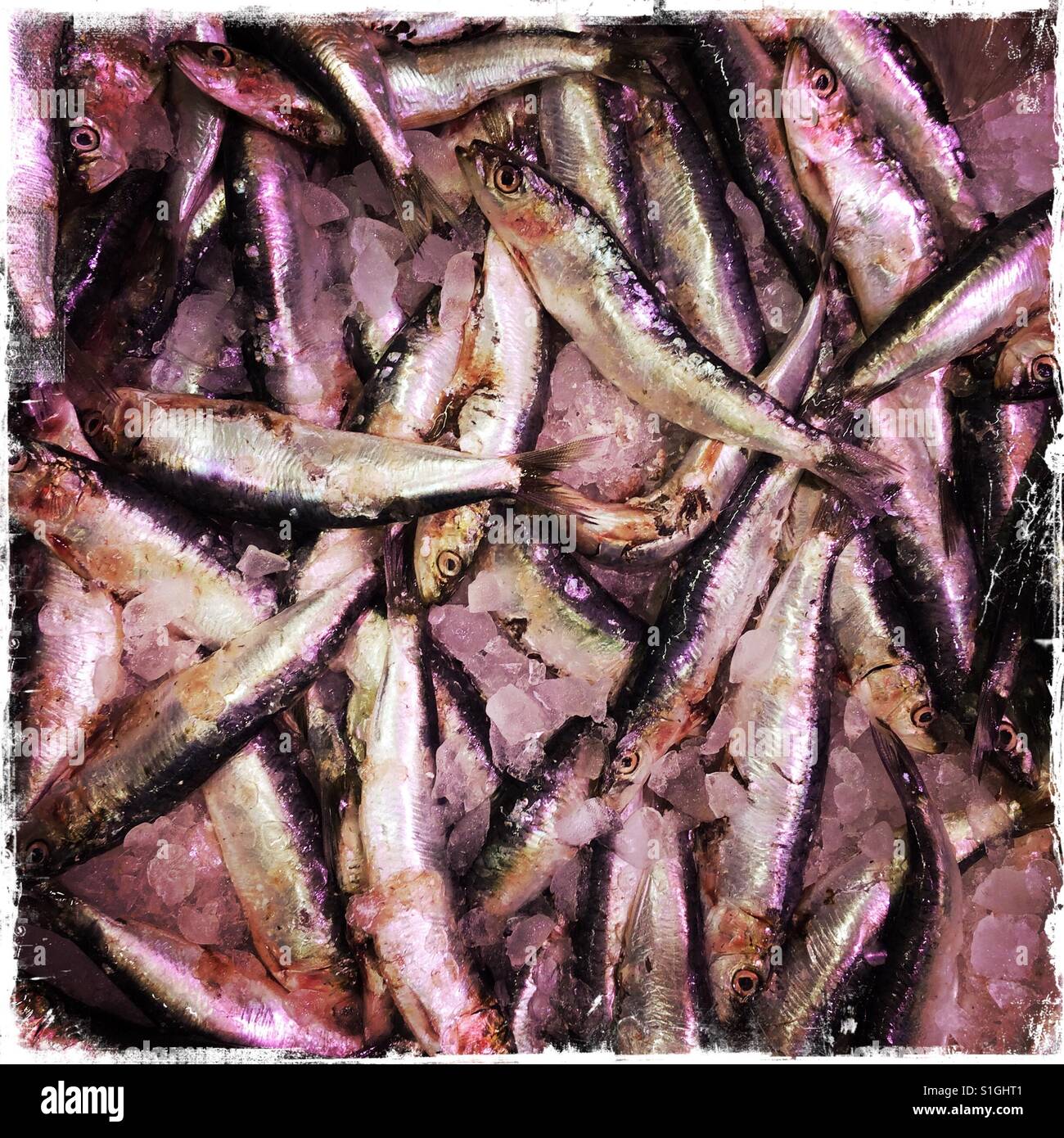 Fresh sardines for sale in a French supermarket Stock Photo - Alamy