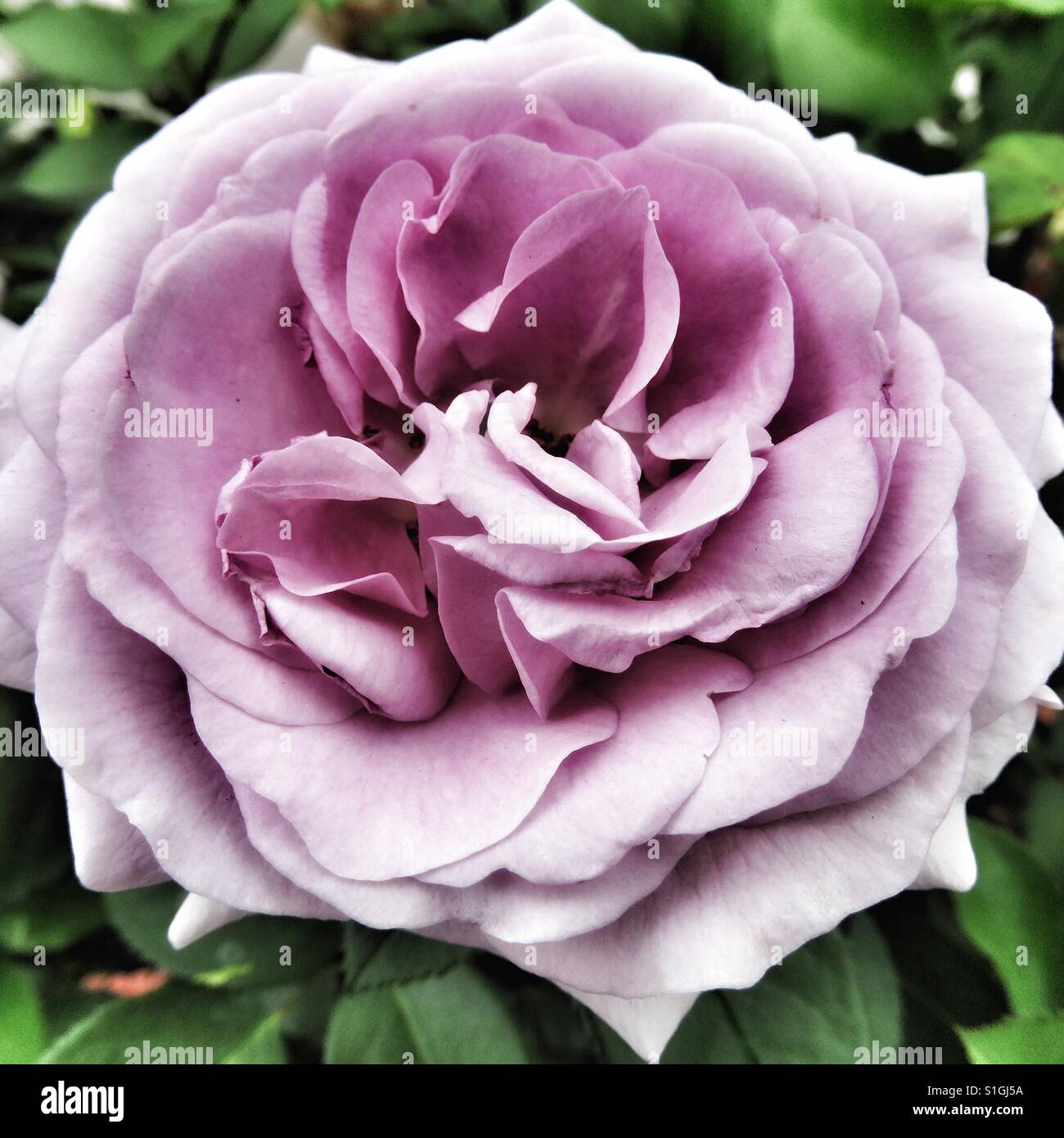 Lavender rose hi-res stock photography and images - Alamy