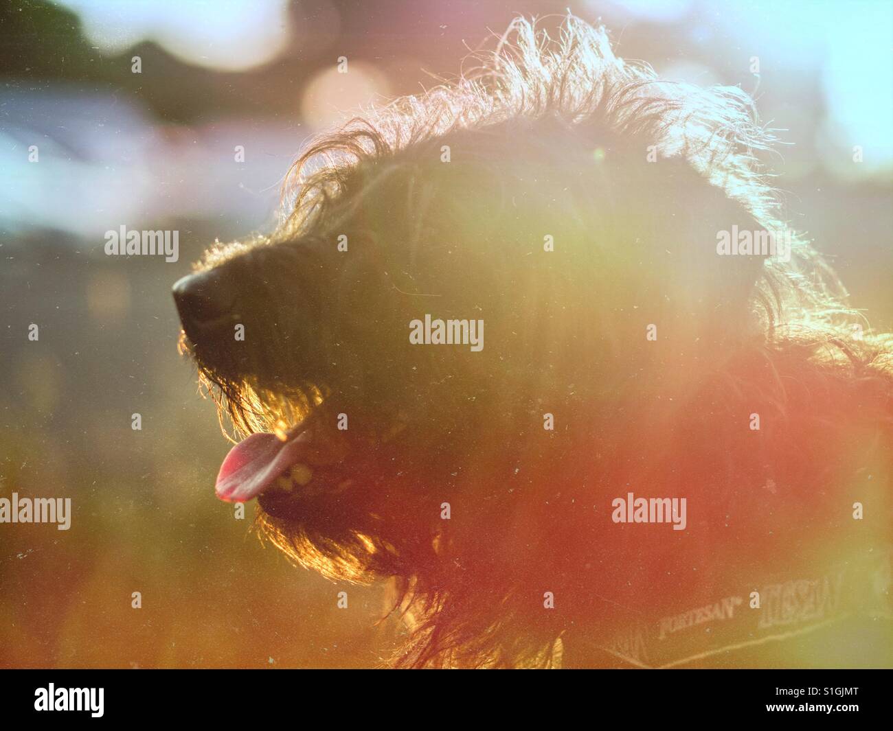 Dog head with sunlight Stock Photo - Alamy