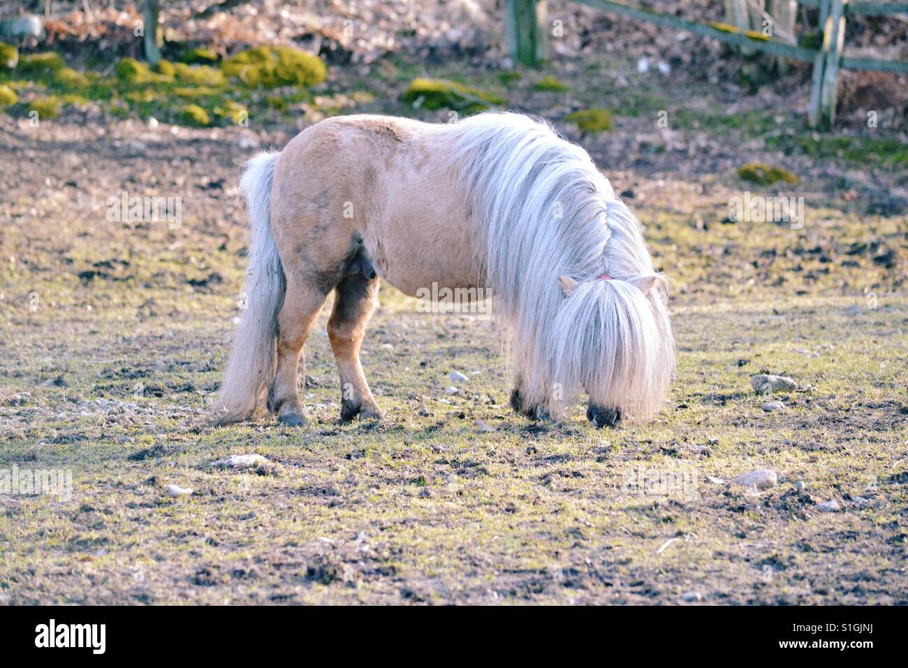 Miniature horse stallion hi-res stock photography and images - Alamy
