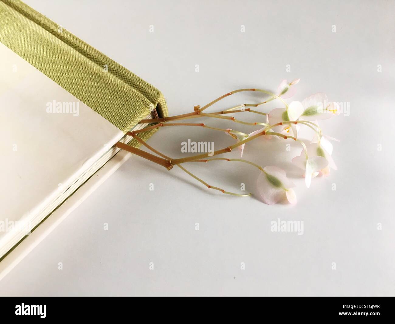 Flowers coming out of a book Stock Photo - Alamy