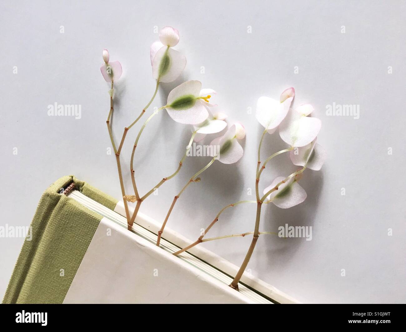Flowers coming out of a book Stock Photo - Alamy