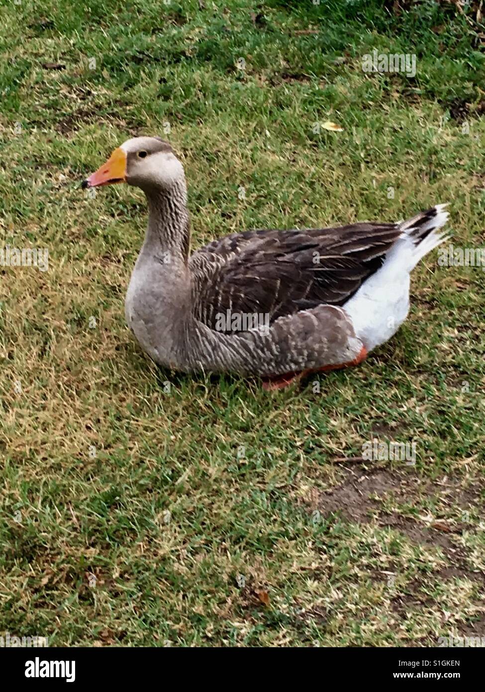 Sitting duck hi-res stock photography and images - Alamy