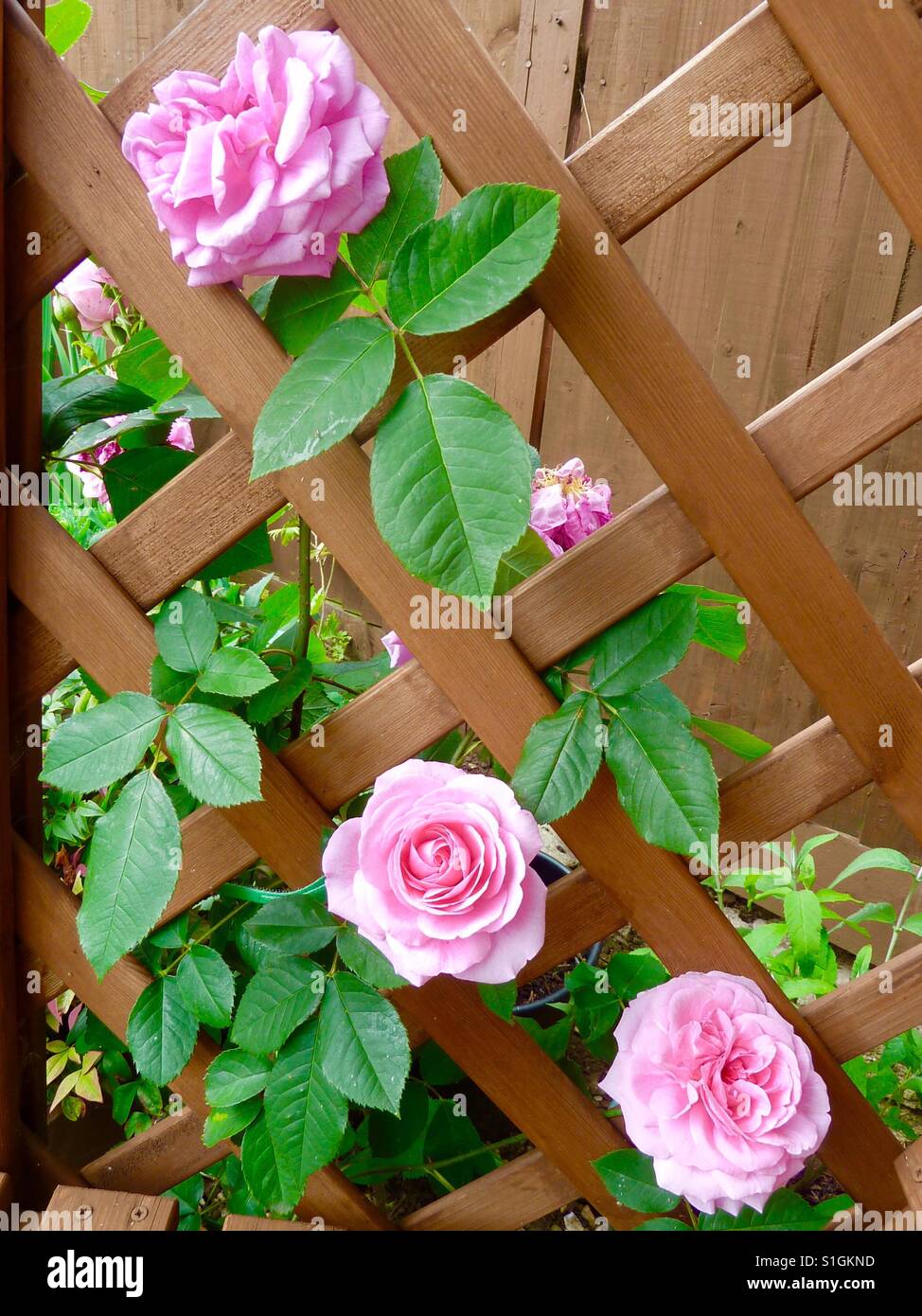 Trellis with climbing roses hi-res stock photography and images - Alamy
