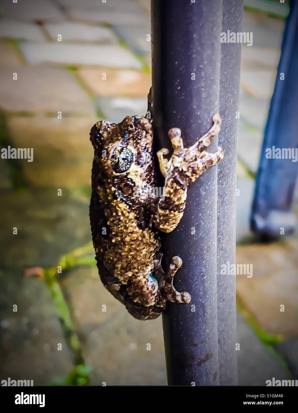 Toad climb hi-res stock photography and images - Alamy
