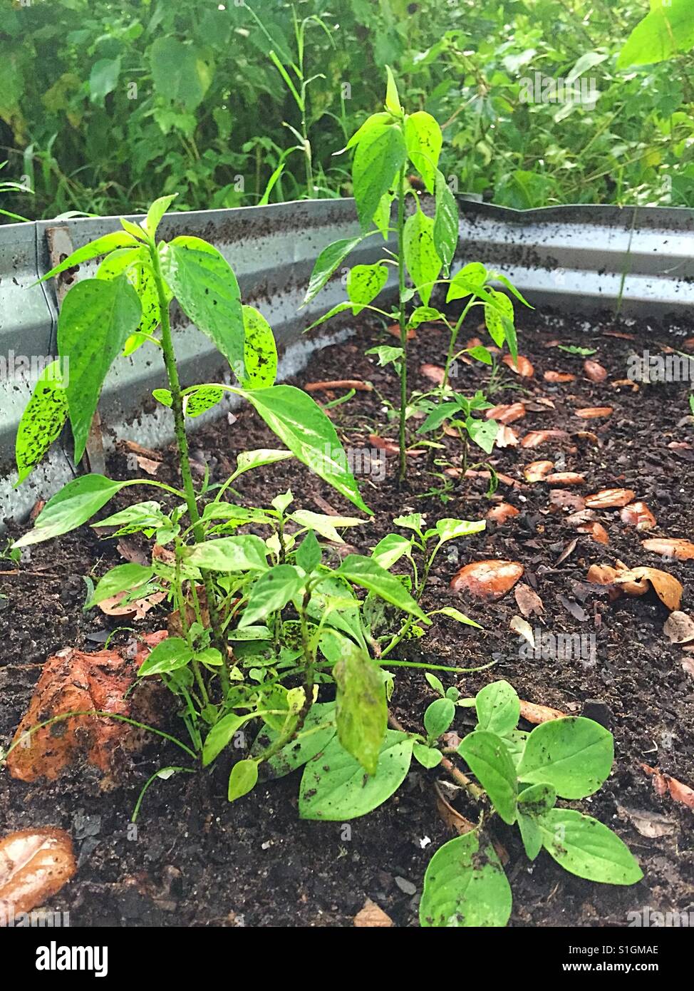 Dirty pepper plants Stock Photo - Alamy