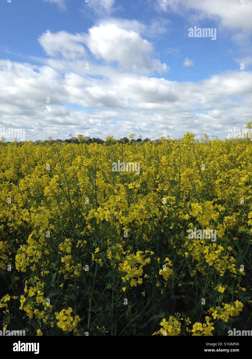 Rapeseed Crops High Resolution Stock Photography and Images - Alamy
