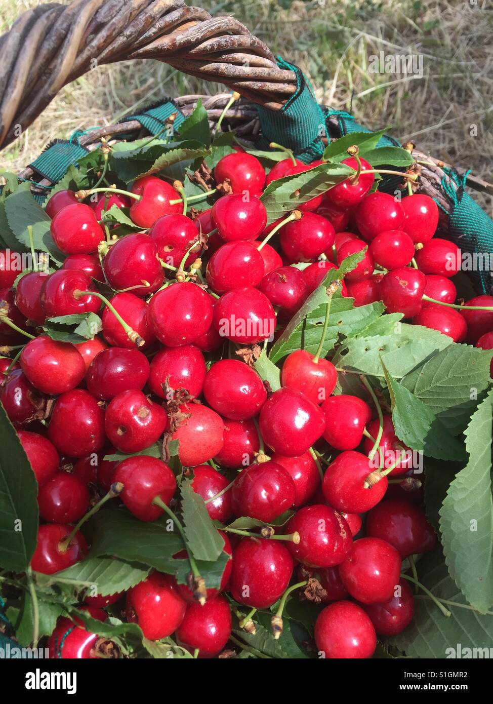 Bunch of cherry hi-res stock photography and images - Alamy