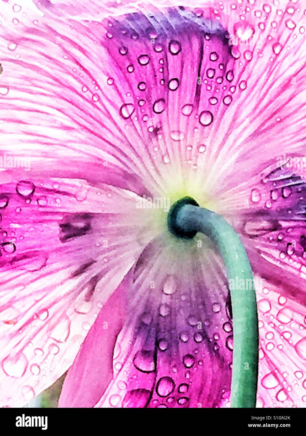 Water droplets on a Poppy Stock Photo - Alamy