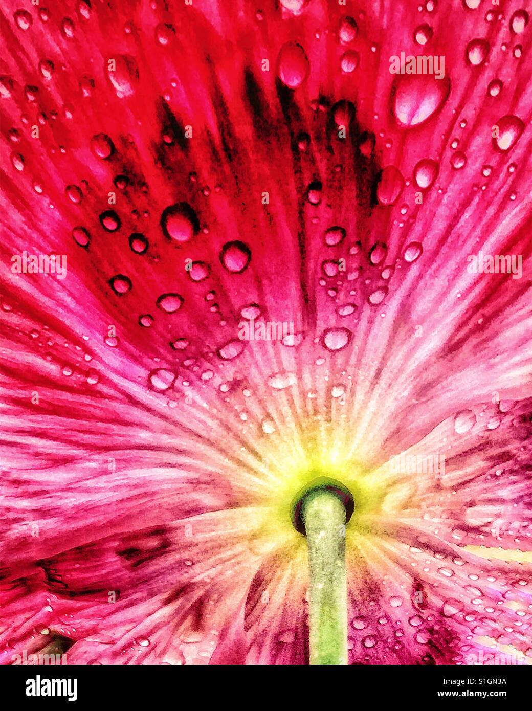 Water droplets on a Poppy Stock Photo - Alamy