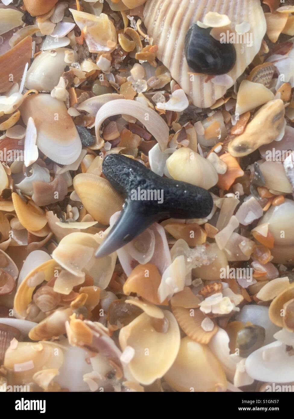 Tooth shells hi-res stock photography and images - Alamy