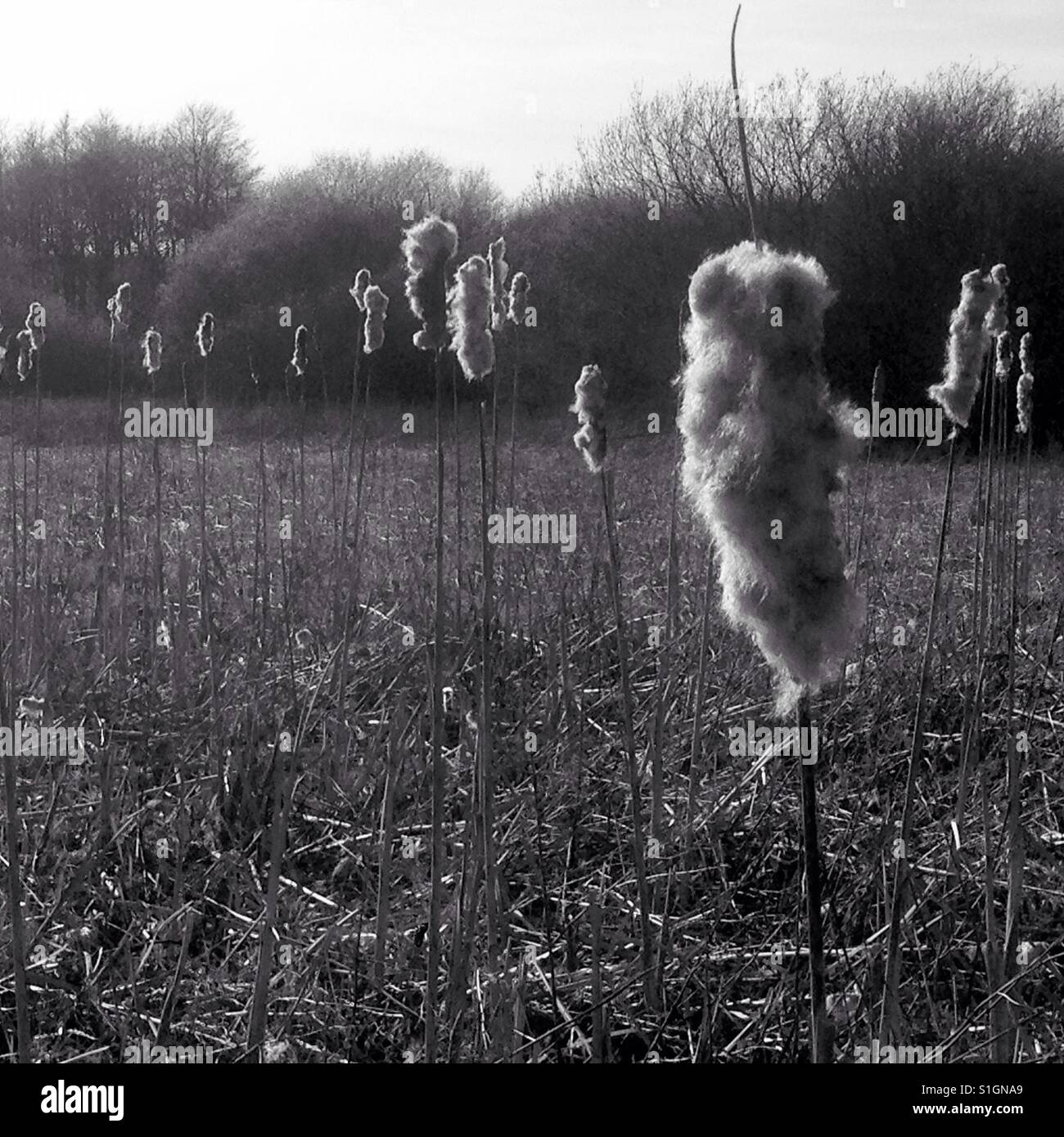 Bull rushes hi-res stock photography and images - Alamy