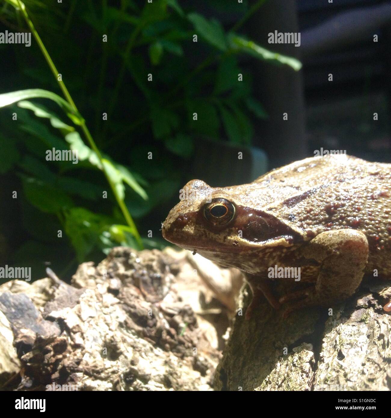 Hop Frog Stock Photos & Hop Frog Stock Images - Alamy