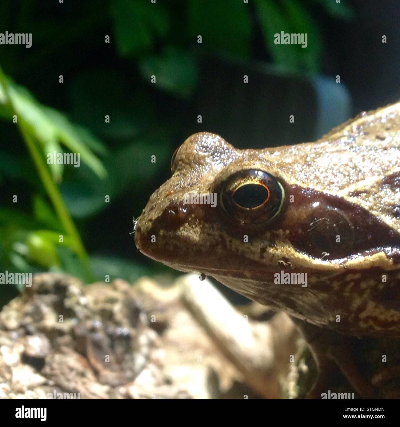 Frog head detail, on edge of pond Stock Photo - Alamy