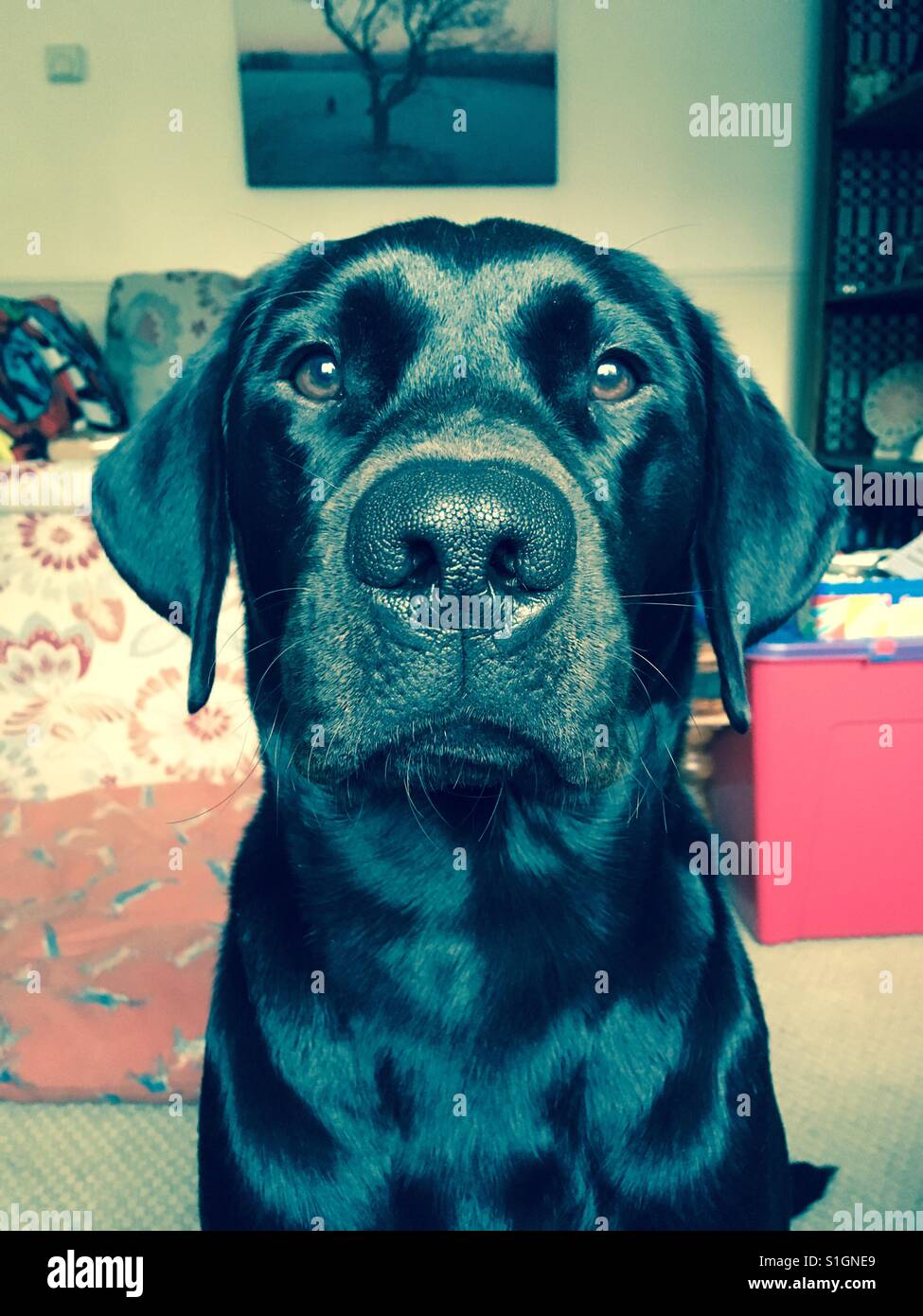 Black lab nose hi-res stock photography and images - Alamy