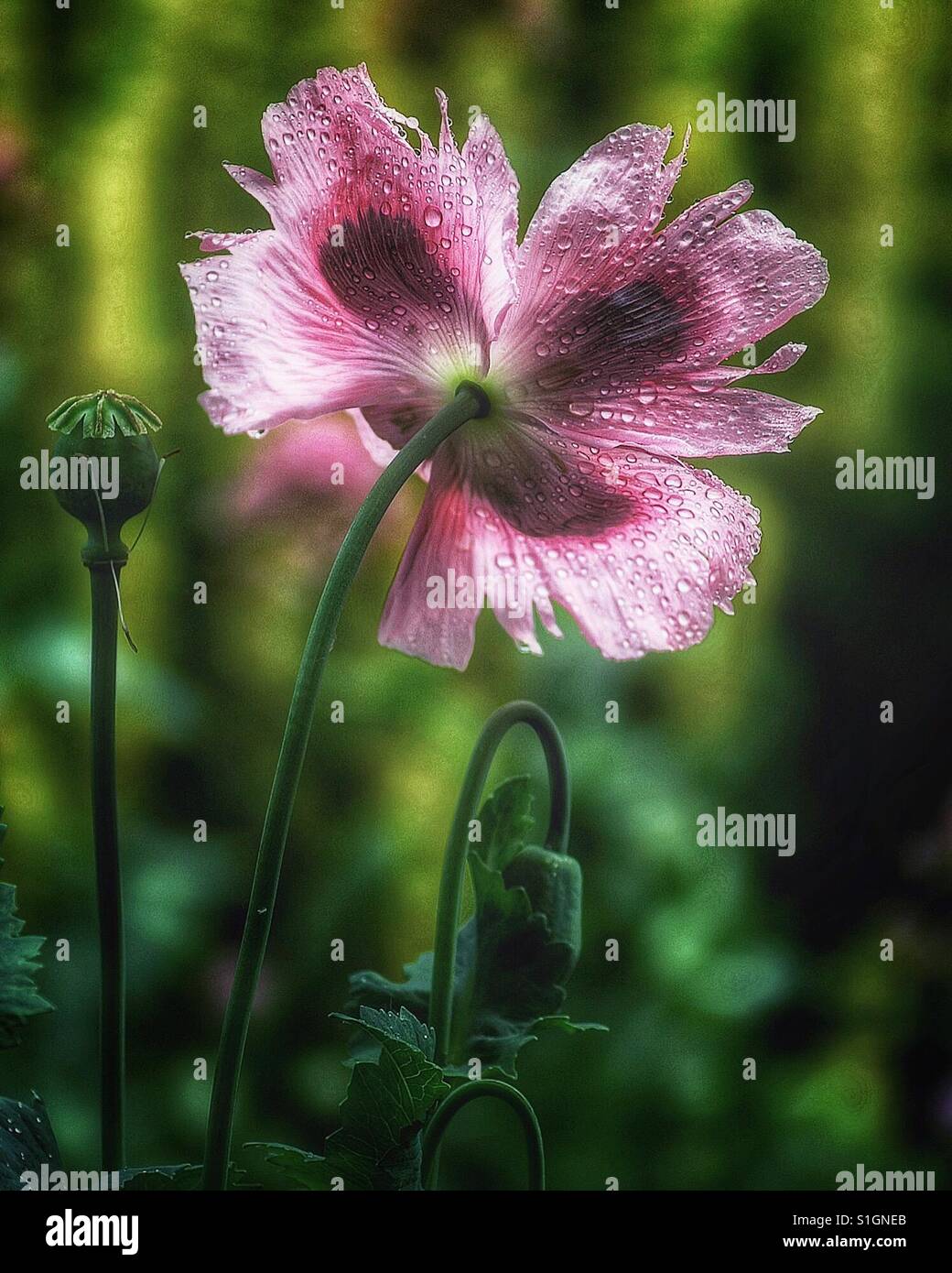 Botany pink papaver in hi-res stock photography and images - Alamy