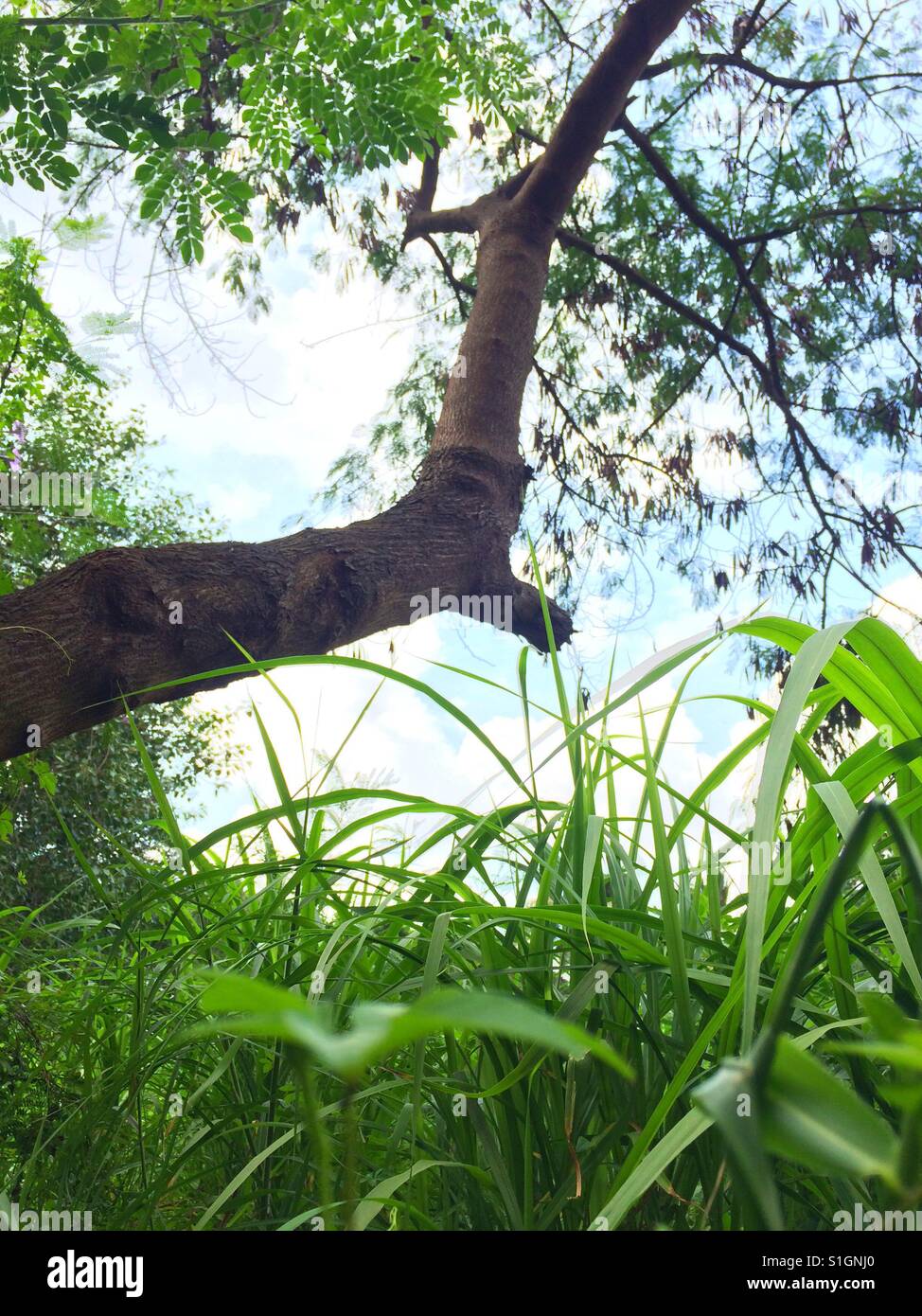 Bug eye view of a garden tree, green grass and blue sky Stock Photo - Alamy