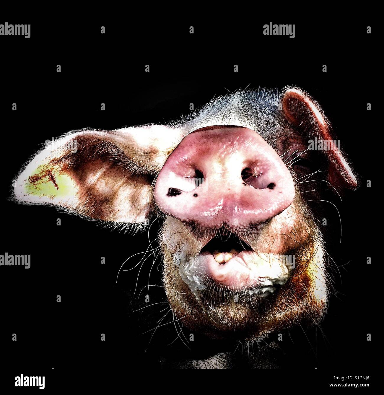 Laughing Pig High Resolution Stock Photography and Images - Alamy