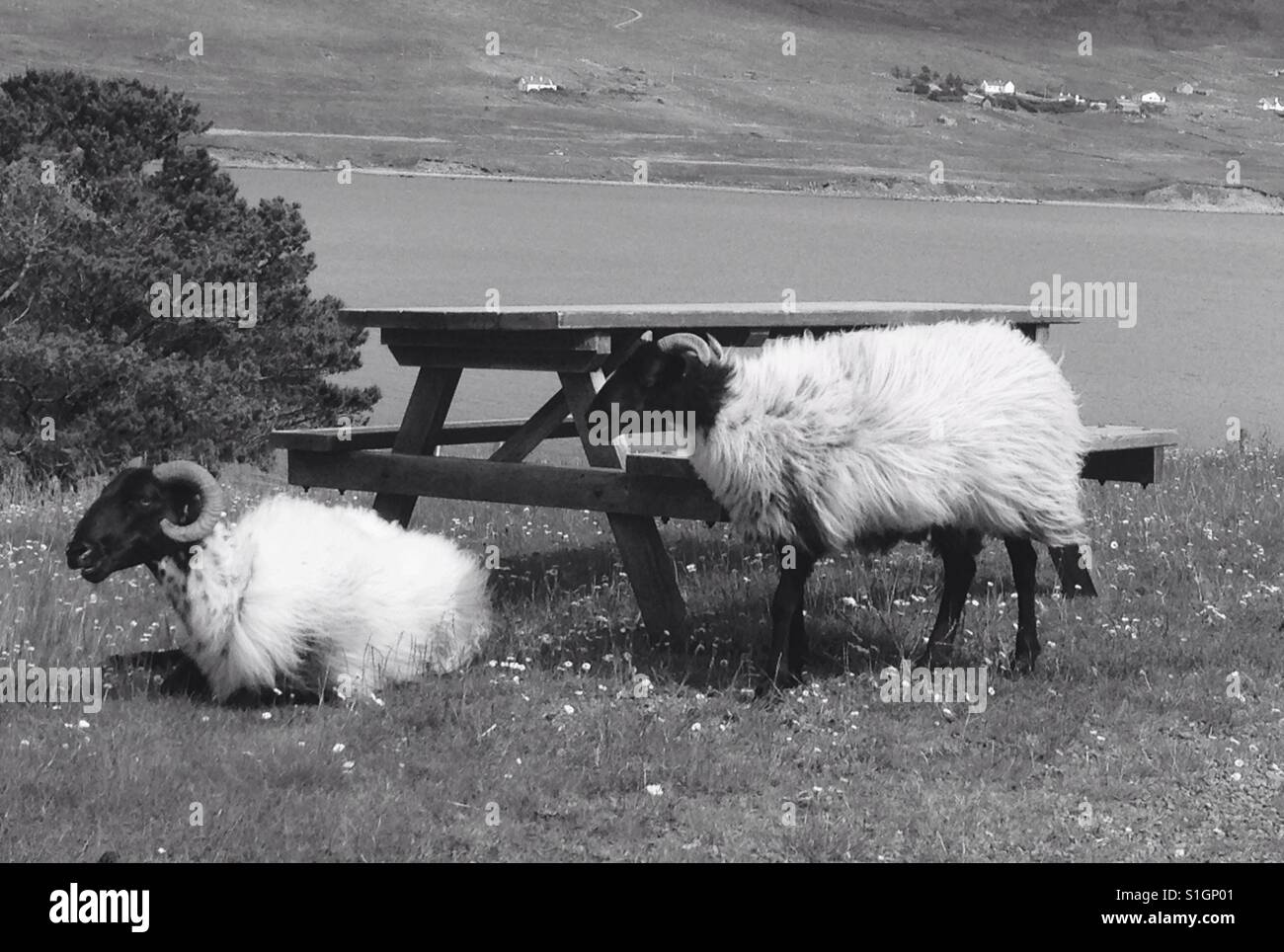 Sheep by a picnic bench Stock Photo - Alamy