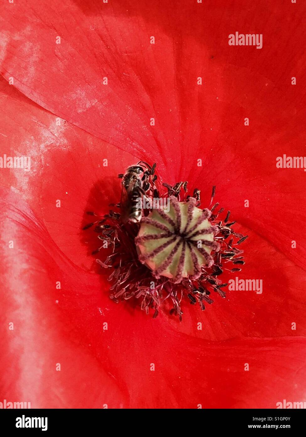Red Poppy closeup with wasp on the stamens Stock Photo - Alamy