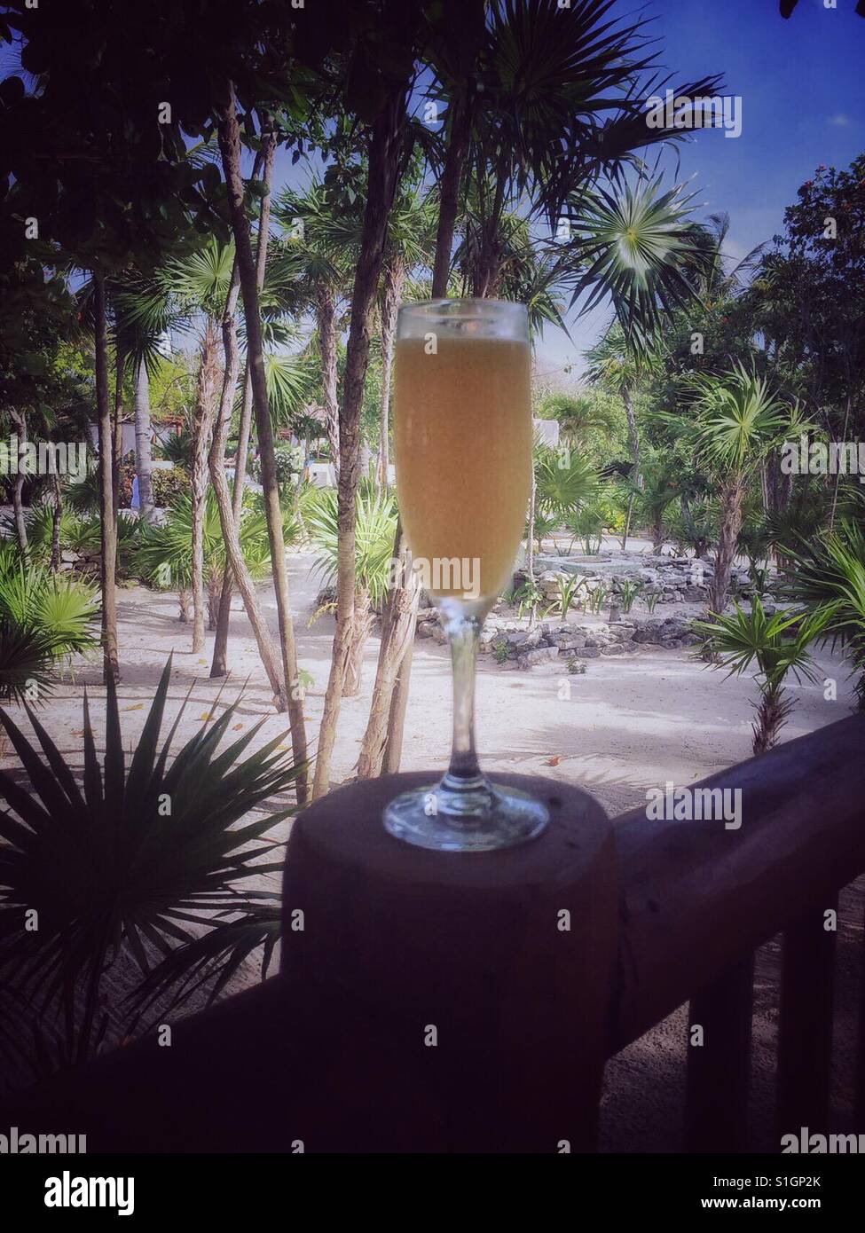 Mimosa cocktail with tropical palm tree background Stock Photo - Alamy
