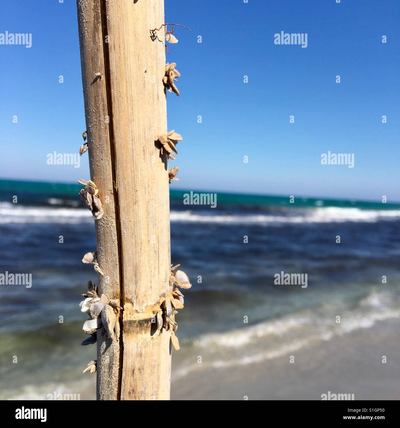 Misrata hi-res stock photography and images - Alamy